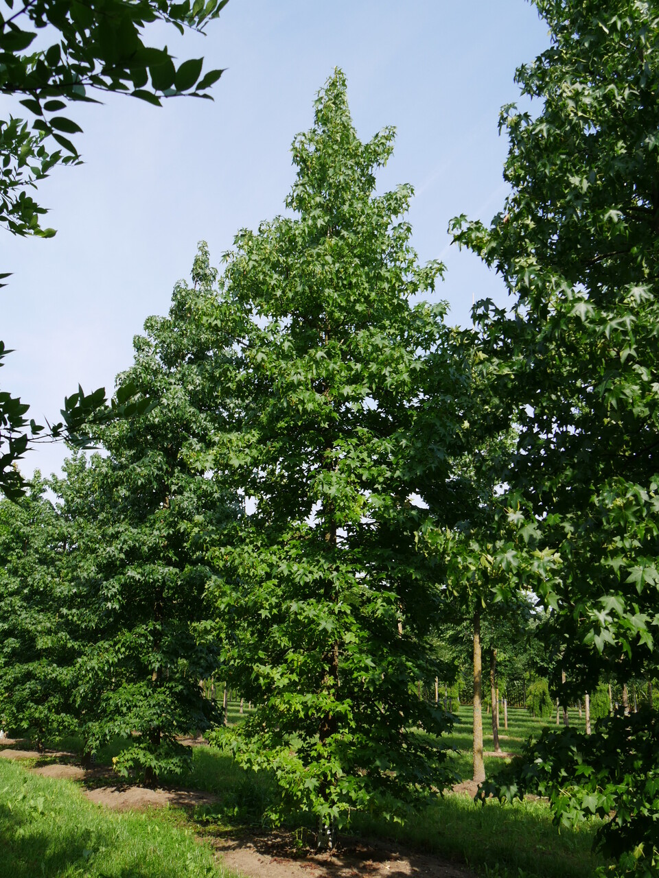 Liquidambar styraciflua | Amberboom - Van den Berk Boomkwekerijen